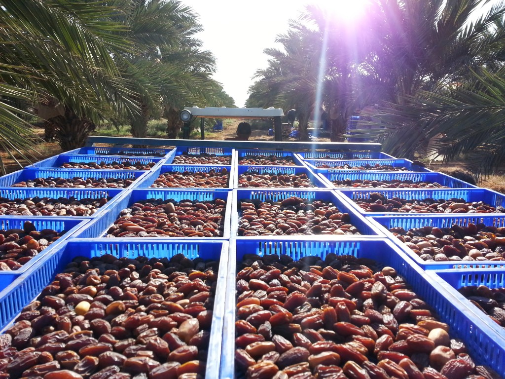 dates dates – The Torah Portion