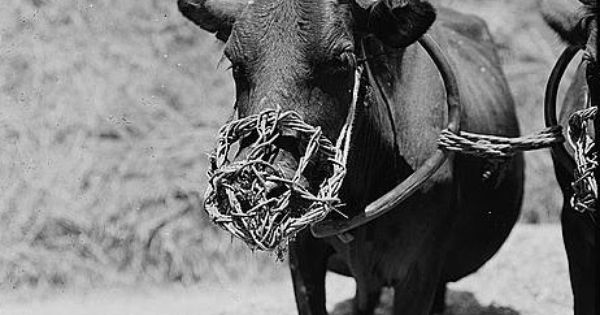 muzzling the ox – The Torah Portion