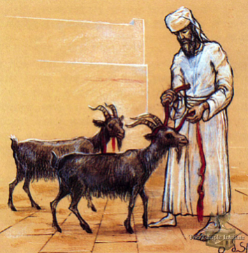 YK 21 Crimson Wool – The Torah Portion